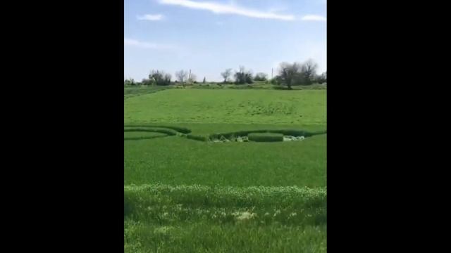 КРУГИ НА ПОЛЯХ. Россия, Краснодарский край, ст. Тенгинская. Найден 3 мая 2021 года.