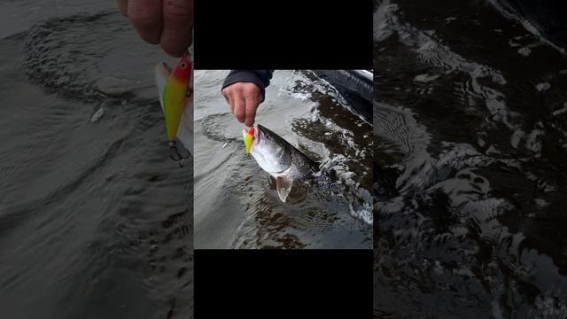 Ловля тайменя на воблер 80 мм (13 гр) от Mr. Musurok