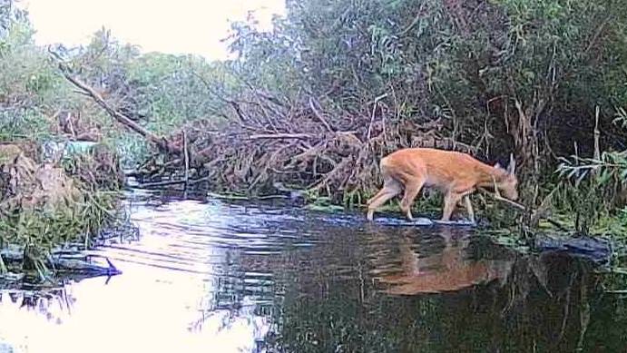 КАДРЫ ДИКОЙ ПРИРОДЫ! ФОТОЛОВУШКА 2024!!!