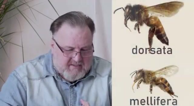 Николенко о подвидах и породах медоносных пчёл