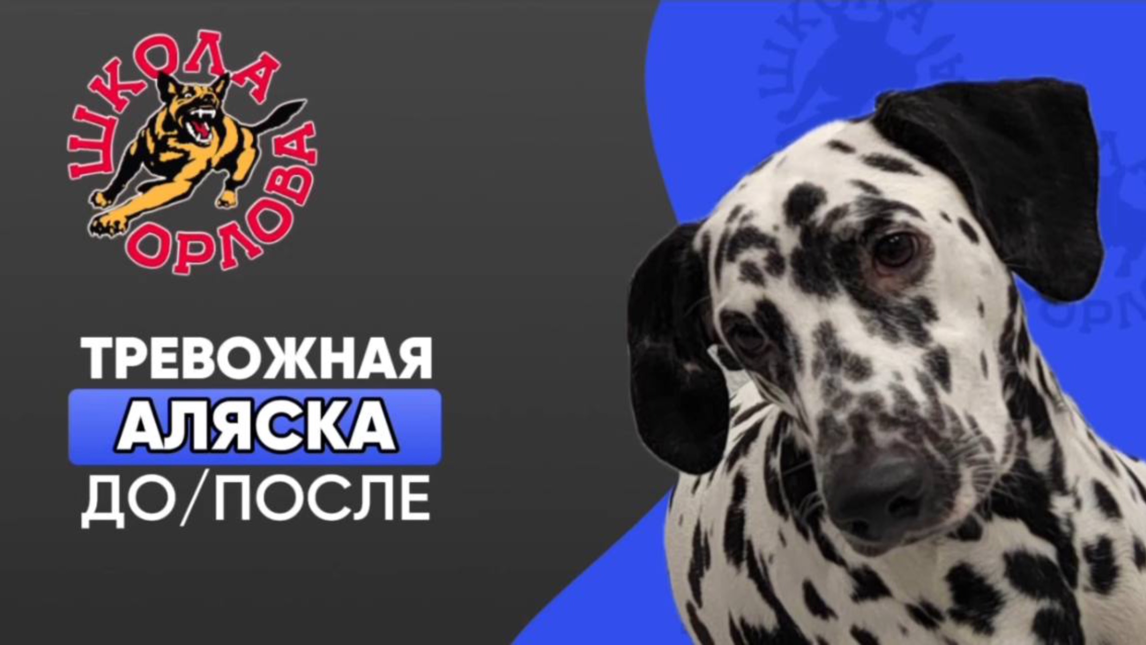 Можно ли помочь собаке, которая всего боится?