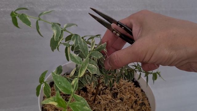 Вариегатный мелколистный 4