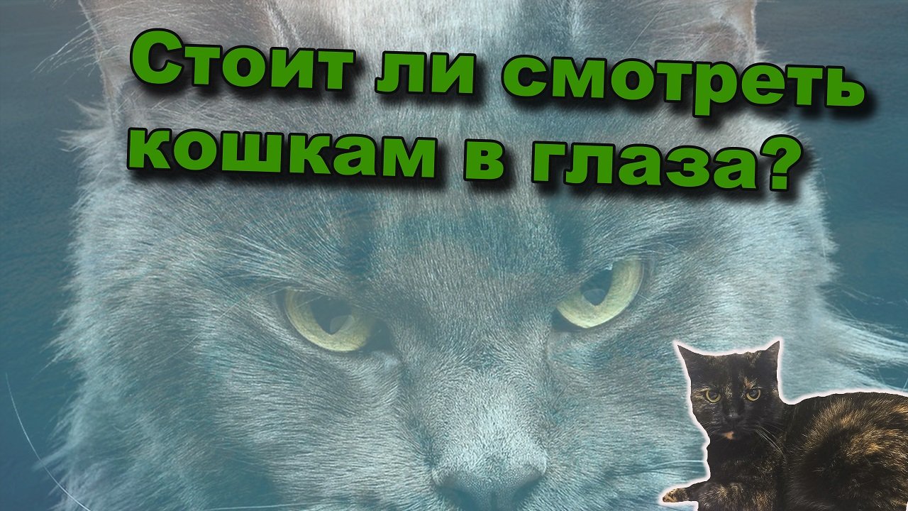 Почему нельзя смотреть в глаза кошке?