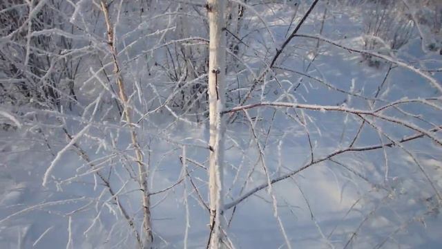 Особенности ориентирования зимой. Тень, трава, иней