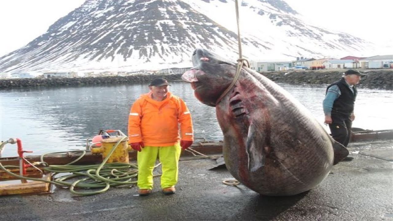 Самые отвратительные блюда в мире.