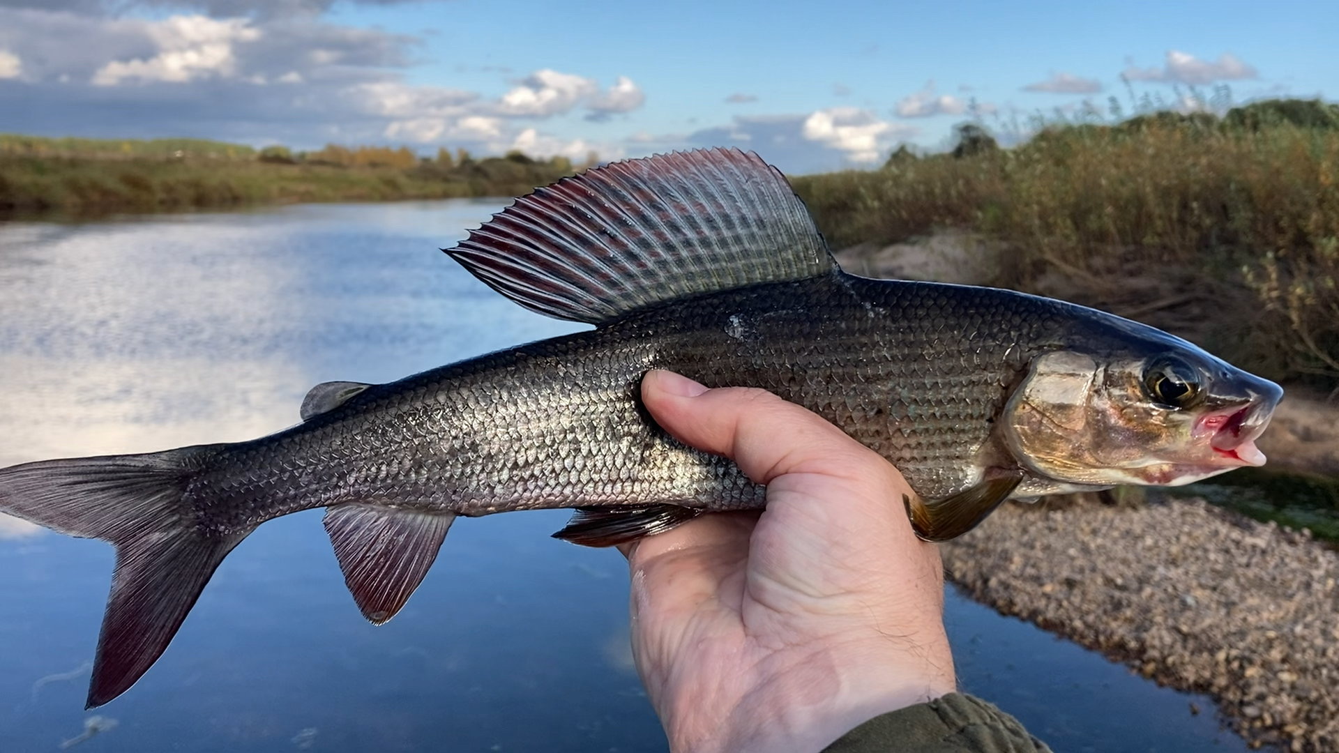 ДОЖДАЛСЯ ВЫШЕЛ ВЕЧЕРОМ