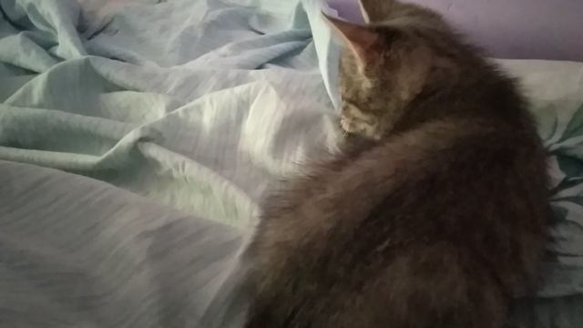 Диана-игрунья