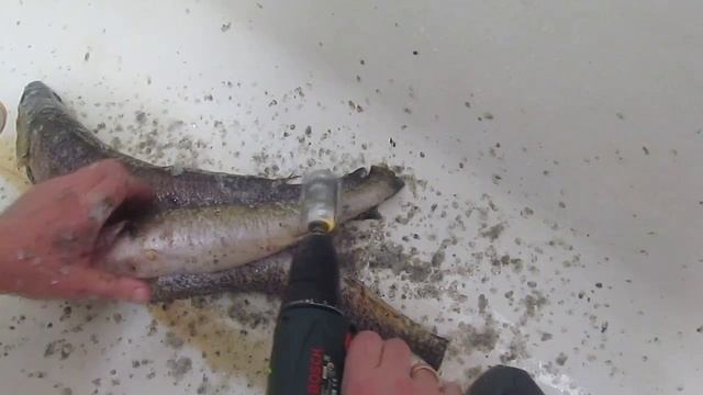 Чистка судака и щуки дома [fGvQjTVUpqE].mp4