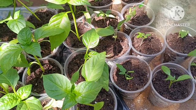 Обзор весенних цветов и рассады