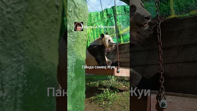 Панда самец Жуи.