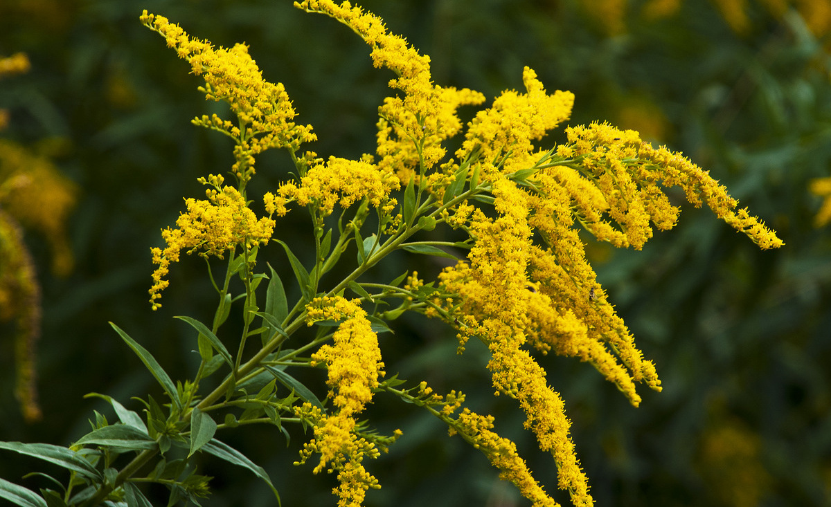 Золотарник или Солидаго РЕЛАКС ТЕРАПИЯ ИМПРОВИЗАЦИЯ композитор Виктор Анохин #музыка #piano #цветы