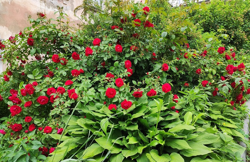 Красные розы. Владивосток