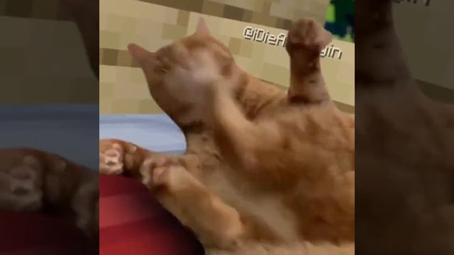 VID_20231005_195326_857