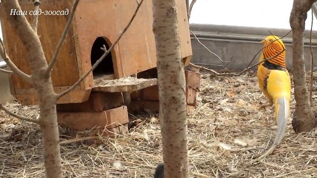 Золотые фазаны флиртуют.mp4