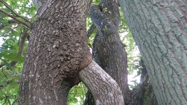 Дуб Ассербо растет на краю рва, окружающего остров с руинами замка Ассербо, Дания. 3 июля 2022