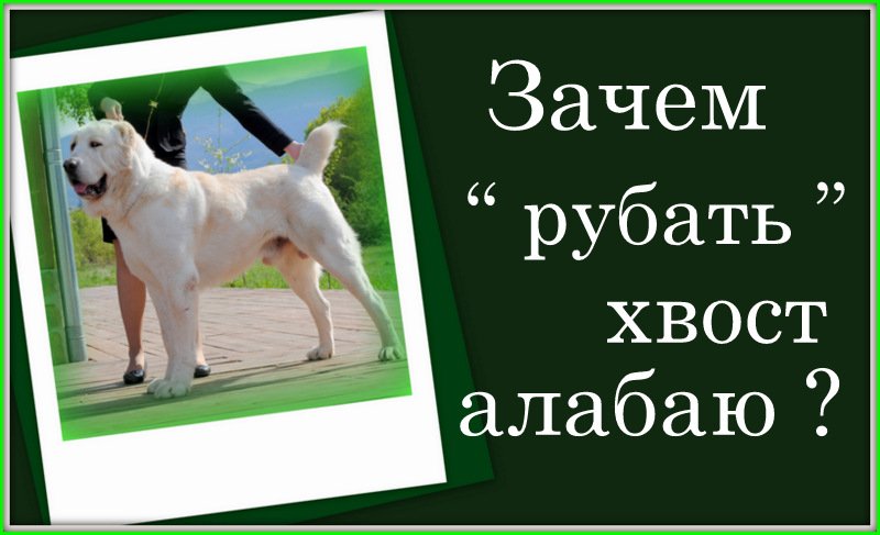 Какой должен быть у Алабая хвост?