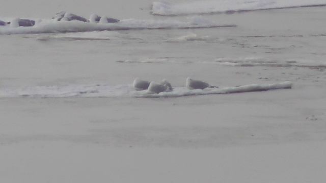 погода в Великом Новгороде, 10 февраля 2024