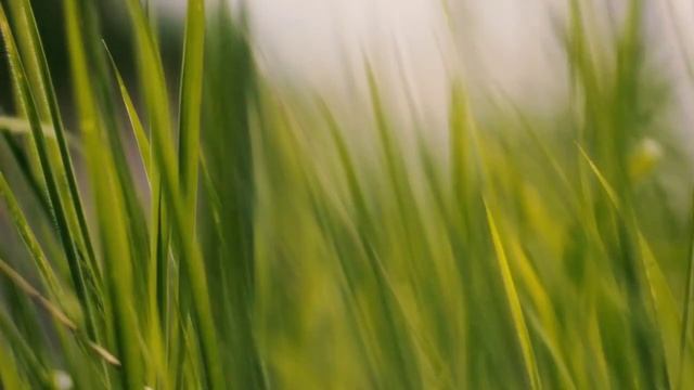 Ребенок-канал. Спазм родительского инстинкта. Вектор усилий.mp4