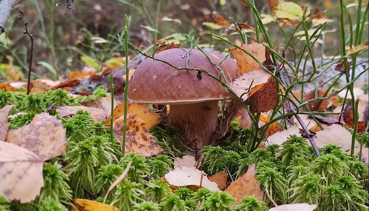 Грибная лихорадка. Часть 1. /Серпуховский район, Московская область/ #грибы2022