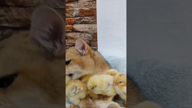 Чужих детей не бывает ..