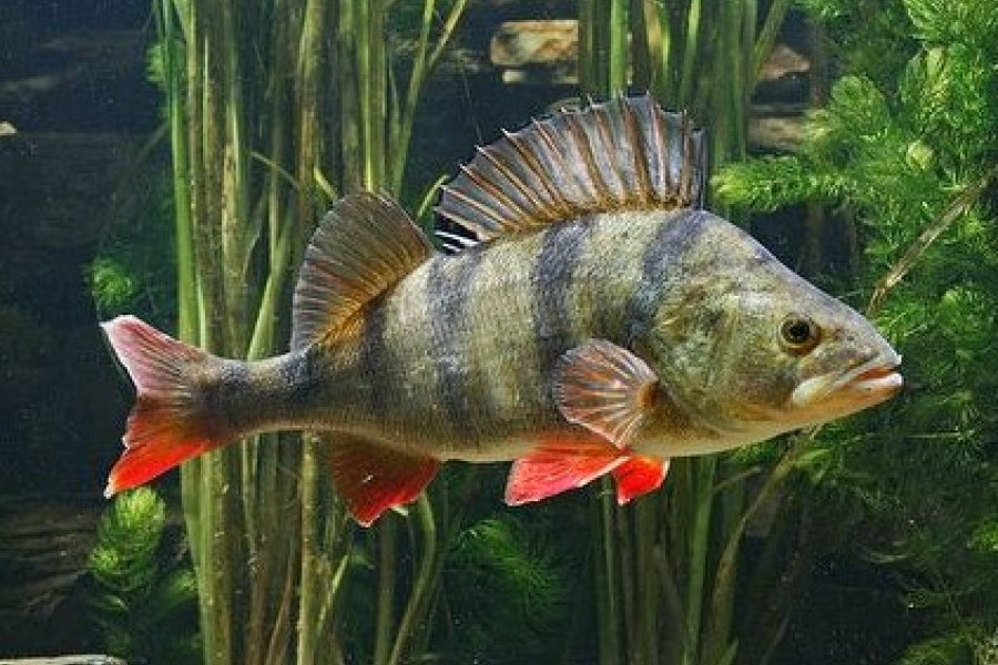 Как правильно связать снасть на рыбалку. Ловить краснопёрку , окуня