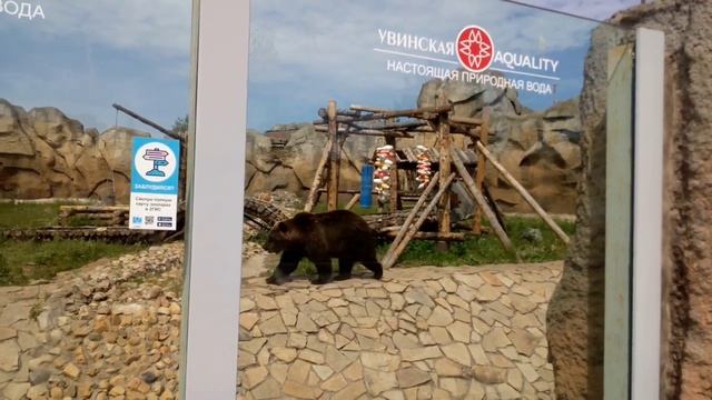 Павлины, совы, белки, медведи и другие животные Ижевского зоопарка