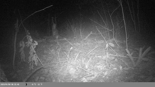 Крыска на Бобровом острове...