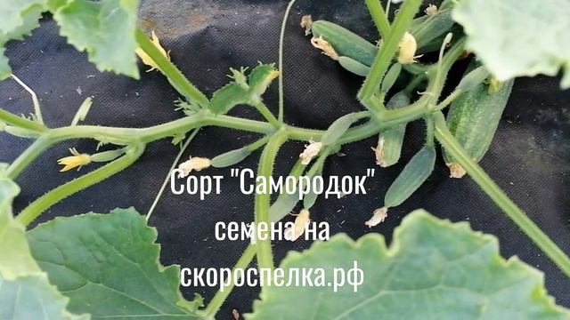 Хотите собирать огурцы вёдрами, посадите сорт "Самородок". Куст усыпан огурчиками.