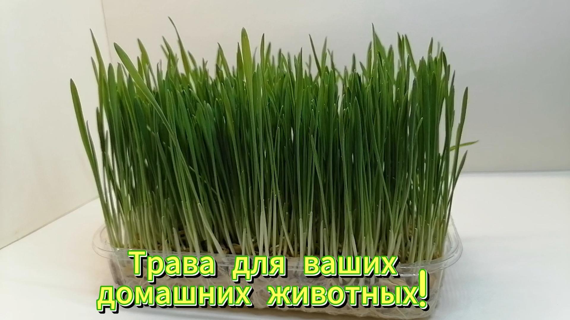 Трава для ваших домашних животных!