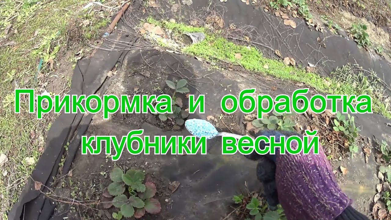 Прикормка и обработка клубники (земляники) весной. Первые весенние работы с клубникой.