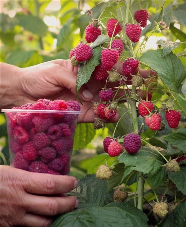 Советы по выращиванию малины