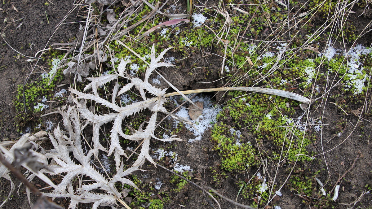 Декабрь в степи. Пара вОронов ловят ветер, полевые луни остались пока, река снова с водой