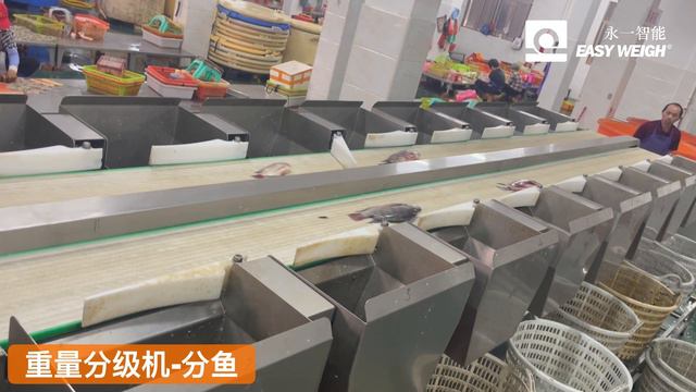 Весовой сортировщик ВЕСТАЛИНК - для рыбы (2 потока)