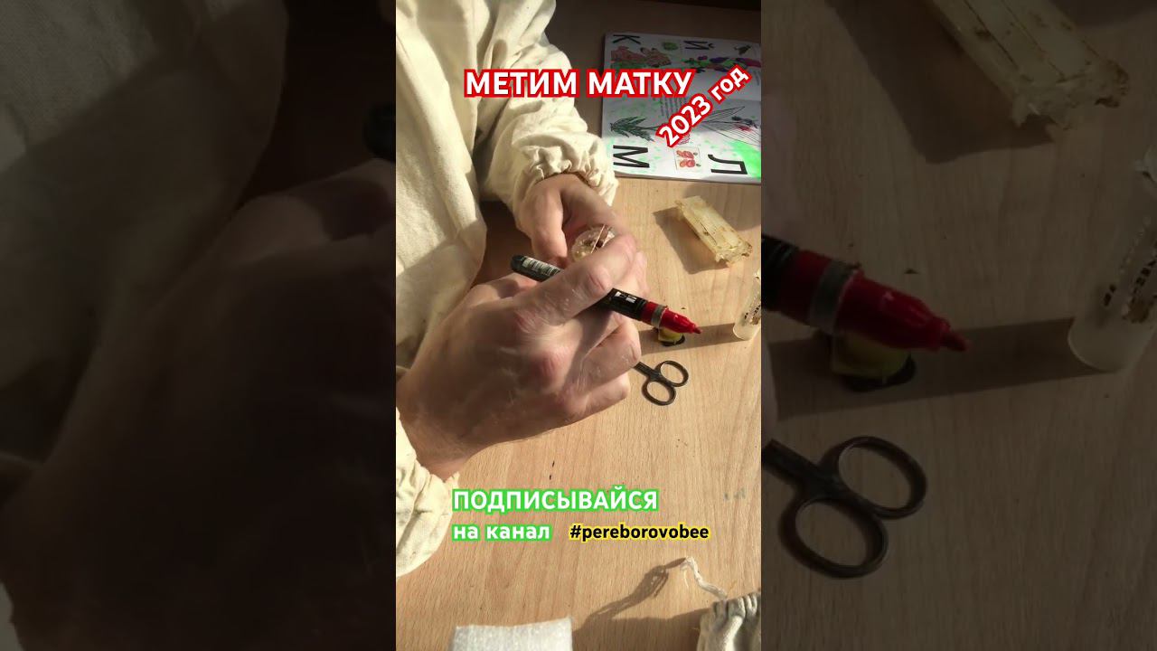 Метим матку! ПАСЕКА! #pereborovobee #пчеловодство #пасека #матковод #nature