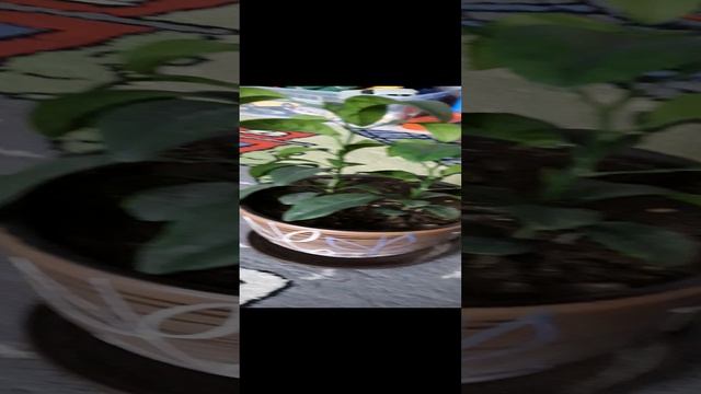 обзор на мандарин