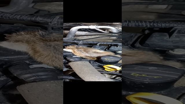 Тело под капотом!