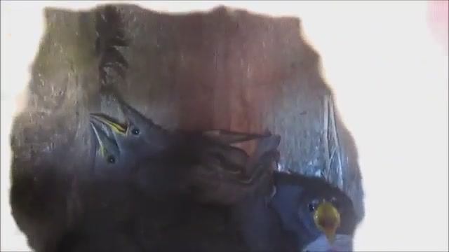 Птенцы скворцов в скворечнике