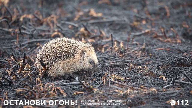 МЧС предупреждает_ пал сухой травы приводит к пожару