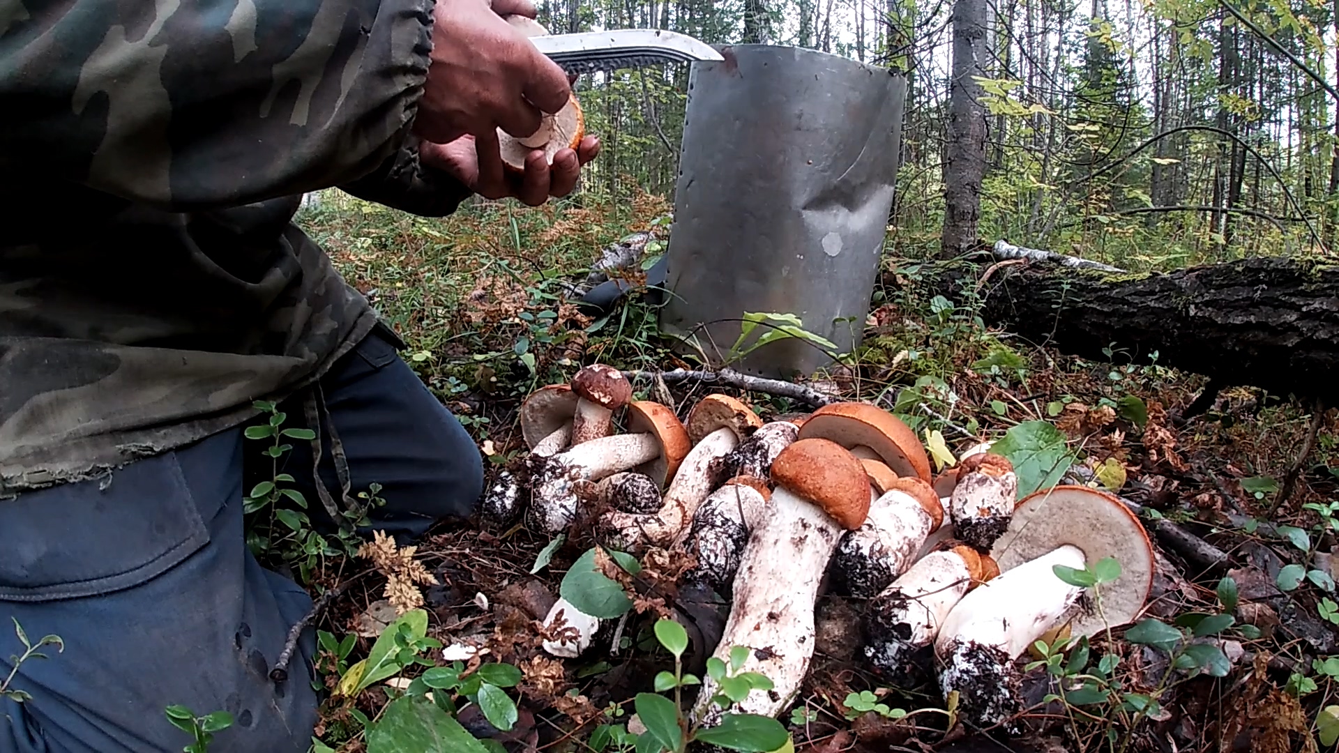 ПОХОД ЗА ГРИБАМИ. ТИХАЯ ОХОТА В СЕНТЯБРЕ.
