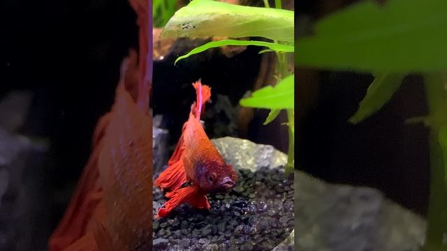 Аквариумный сиамский петушок видео