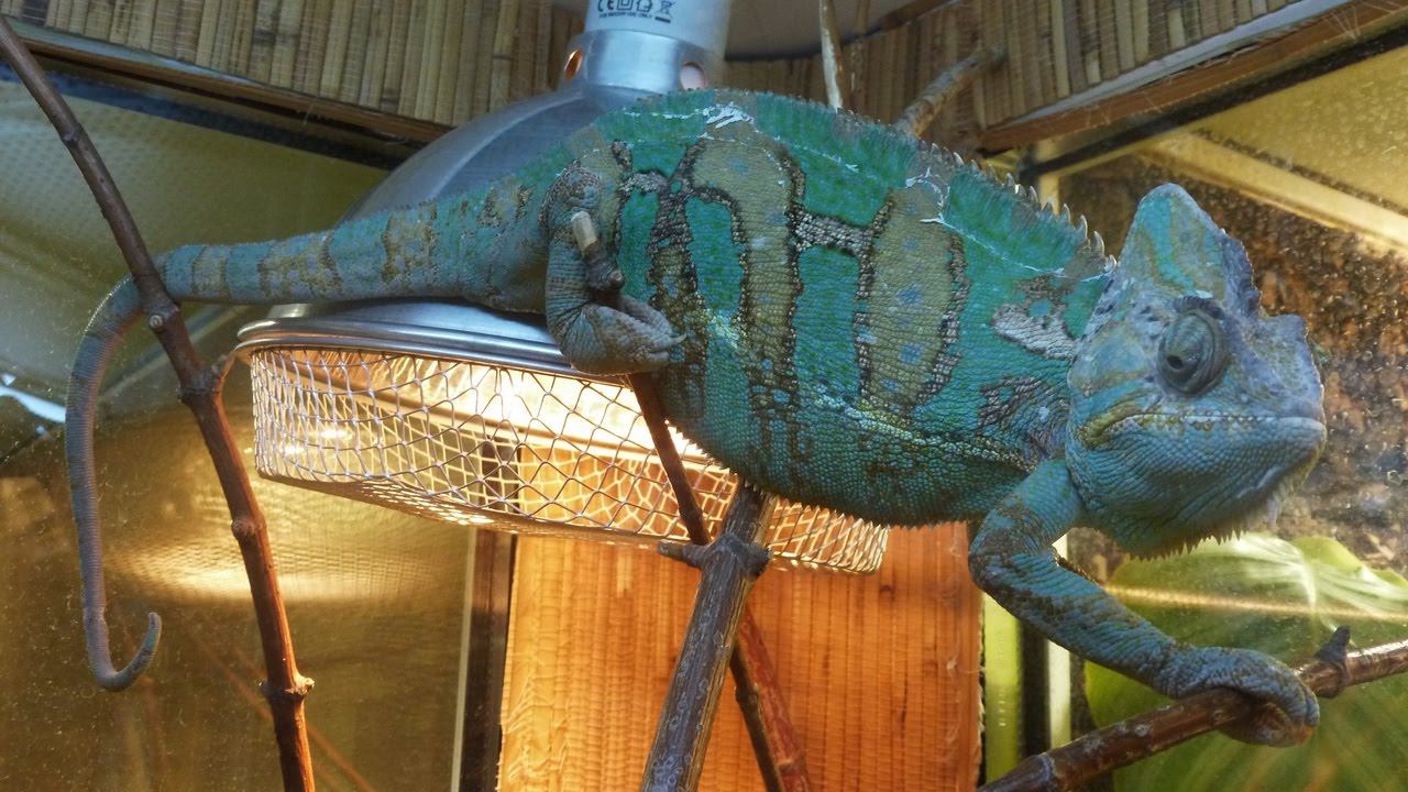 Кормление хамелеона на выставке экзотических животных "Жизнь с холодной кровью"