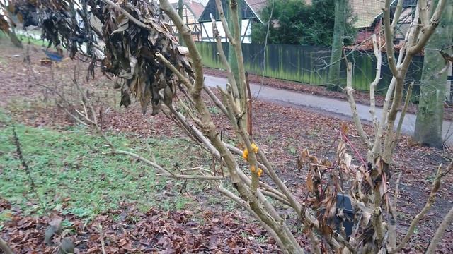 Дрожалка оранжевая (дат. Gul Bævresvamp, лат. Tremella mesenterica)