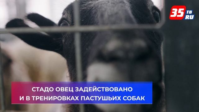 Коричневая ярочка и чёрные двойняшки родились на ветеринарном факультете Вологодской ГМХА