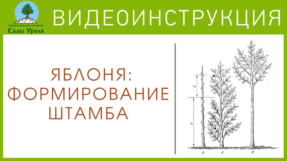 Яблоня: формирование штамба