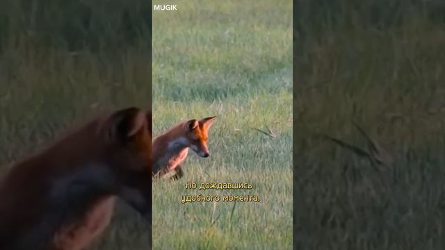 Настоящая хитрюга. Знаете ли вы? Природа #36