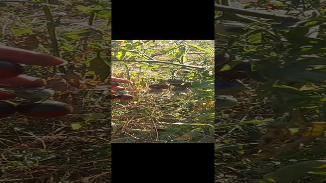 ❗Сливки черри и Черная галактика❗ Обзор моего урожая❗