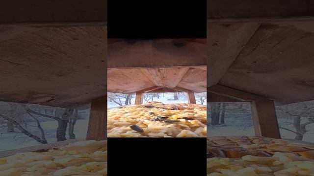 20231205_140458~2.mp4озвучивает телевизор.05.12.2023г.