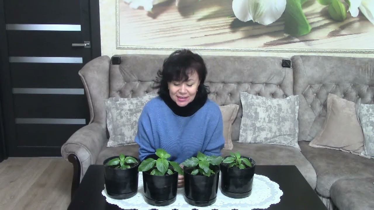 Выращивание пентаса от посева до цветения