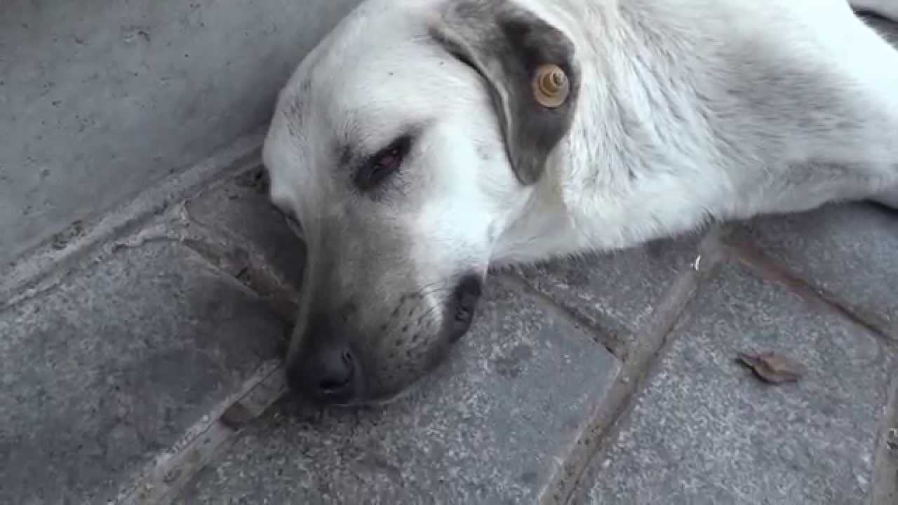 Стамбульские собаки