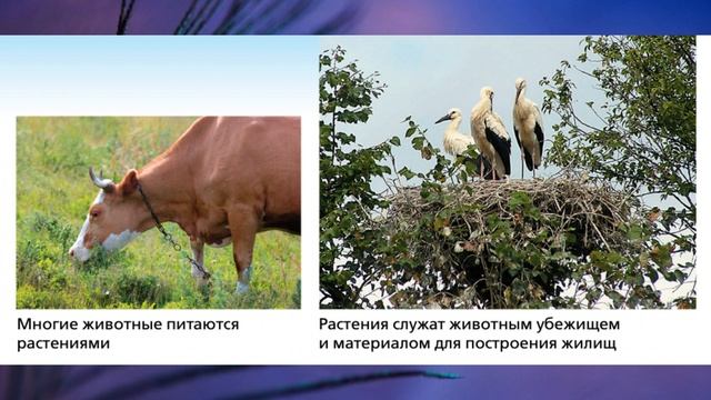 §17 "Покрытосеменные (цветковые) растения", Биология 5 класс, Сивоглазов, Плешаков.mp4